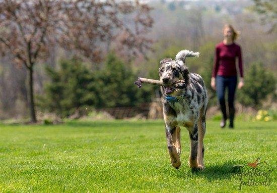 Doog Stick - Uncle Chuck | bol.com