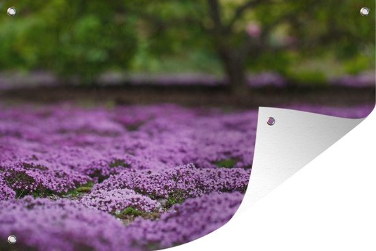 Posters de jardin extérieur Champ avec des plantes de thym en fleurs ...