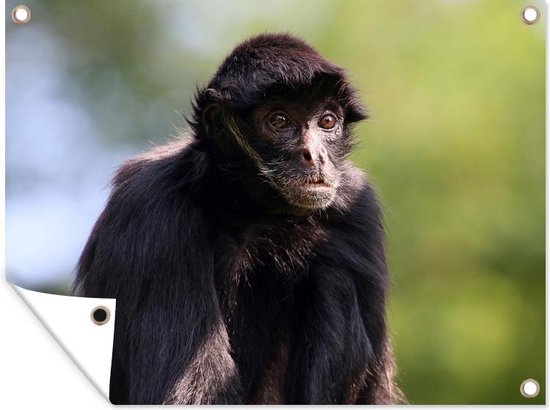 Muurdecoratie buiten Een volwassen mannelijke slingeraap in een groene ...