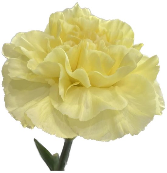 20x Dian.lemon minami 60cm | bol