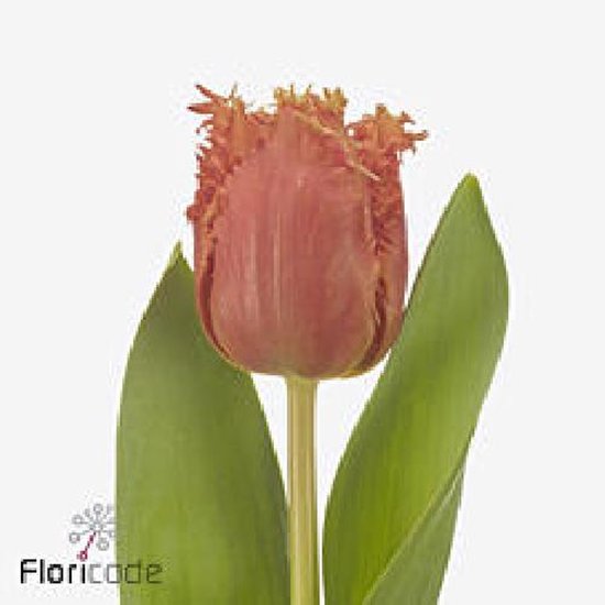 150x Tulipa dutching 40cm | bol