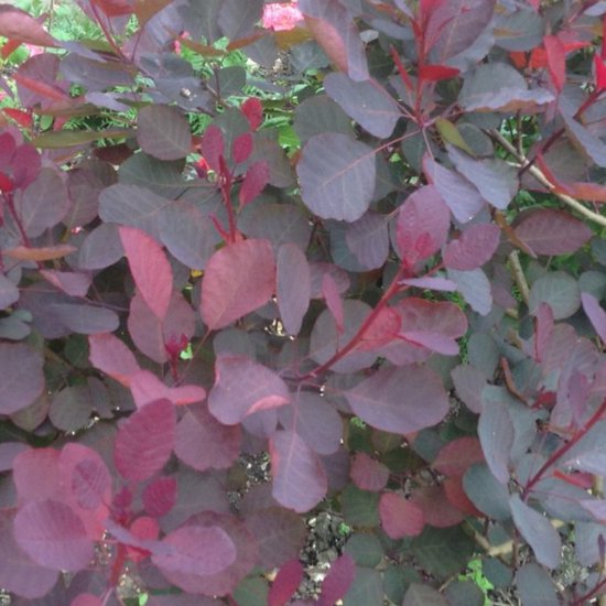Cotinus coggygria 'Dusky Maiden'® 40-50cm - Pruikenboom, sierlijke ...
