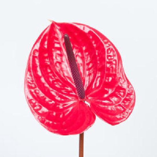 10x Anthurium impulz 10cm | bol