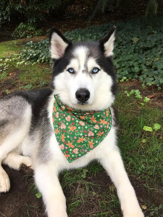 Gingerbread Man - Christmas Dog Bandana - DIMPLES hondensjaal ...