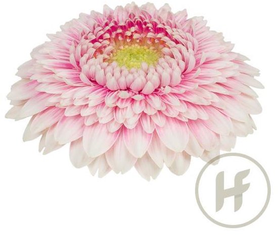 20x Germini pomponi noek 50cm | bol