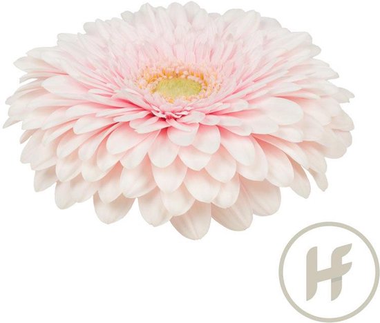 15x Gerbera gerponi big one 50cm | bol