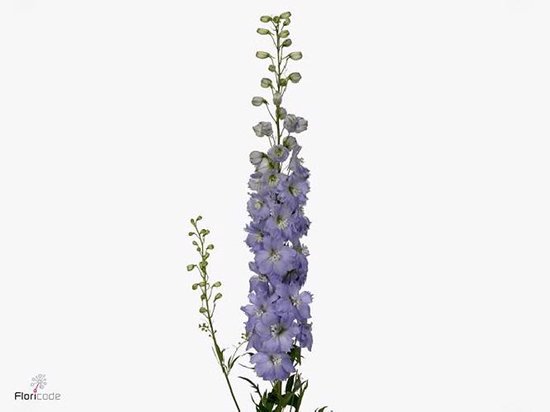 10x Ridderspoor dewi impressive 80cm | bol