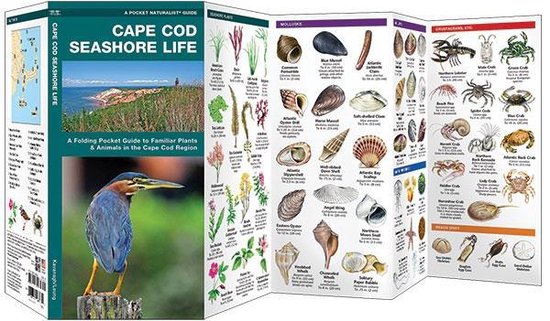 Cape Cod Seashore Life: A Folding Pocket Guide to Familiar Plants ...