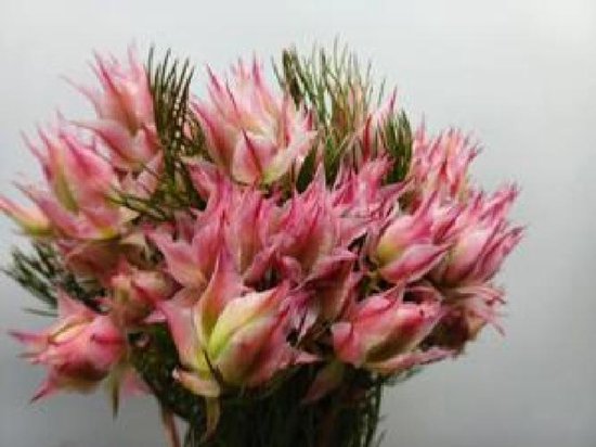 10x Pg serruria blushing bride rose 40cm | bol