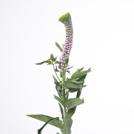 25x Veron.smart enjoyce 50cm | bol