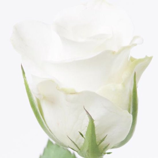 20x Rosa akito 60cm | bol