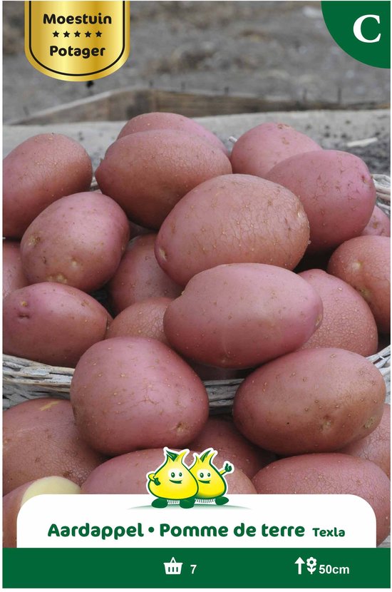 36 x plant aardappel TEXLA - solanum tuberosum - plantaardappel ...