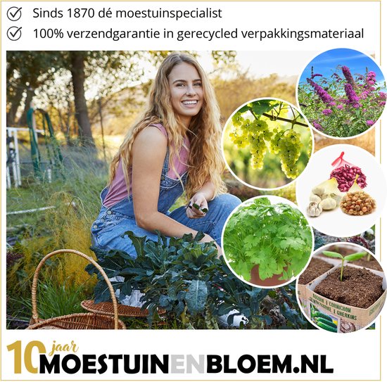 Tuin de Bruijn - Geranium staand - rode geraniums - 6 stuks ...