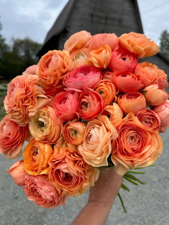 Bulbs by Brenda | Ranunculus Tango | 10 stuks | ranonkels | bol