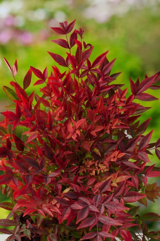 Plants Online - Tuinplanten - Heesters - Set van 1 - Nandina domestica 'Gulf Stream' -... | bol