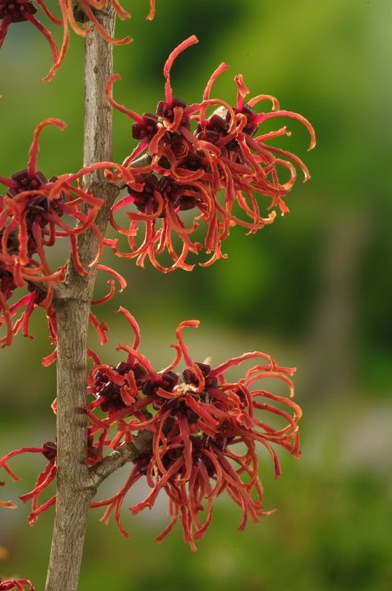 Plants Online - Tuinplanten - Heesters - Set van 1 - Hamamelis ...