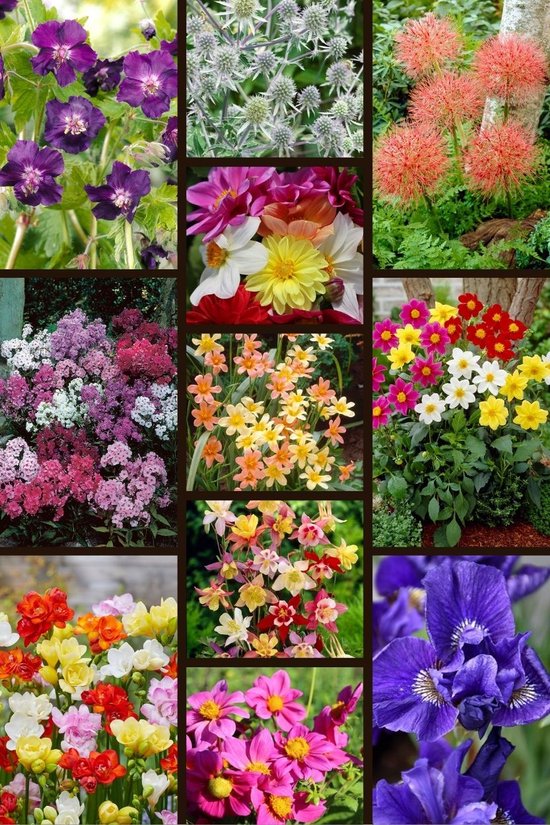 Bulbs by Brenda - Zomerbloeiers Surprise Pakket - 100 stuks - dahlia ...