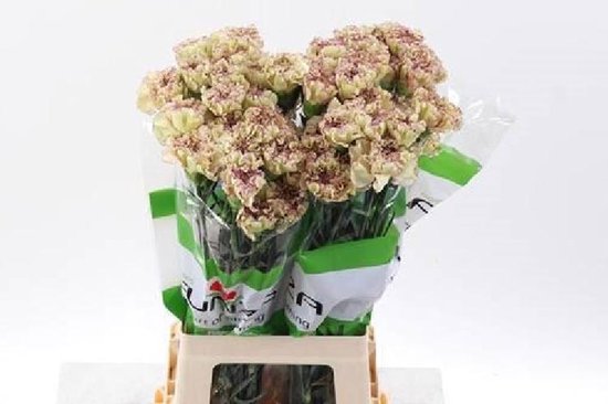 20x Dian.raymond 60cm | bol
