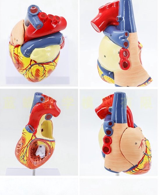 Anatomisch model Hart - 22cm - Menselijk lichaam - Educatief - Biologie - Anatomie | bol