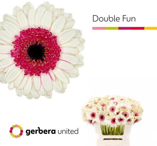 20x Germini double fun 50cm | bol