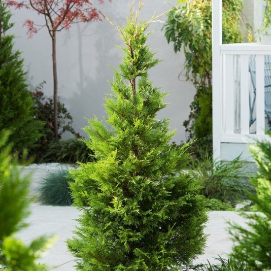 Plants Online BV - Planten - Haagplanten - Coniferen - Set van 1 ...