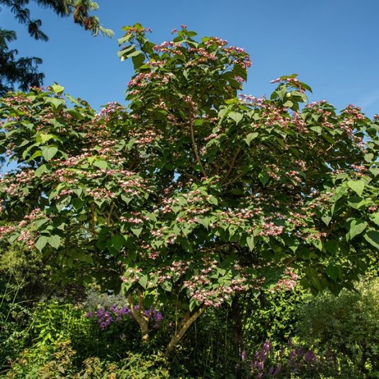 Plants Online BV - Planten - Tuinplanten - Heesters - Set van 1 ...