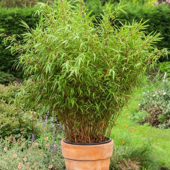 Plants Online BV - Planten - Set van 1 - Fargesia rufa 50- 80cm - 2 ...