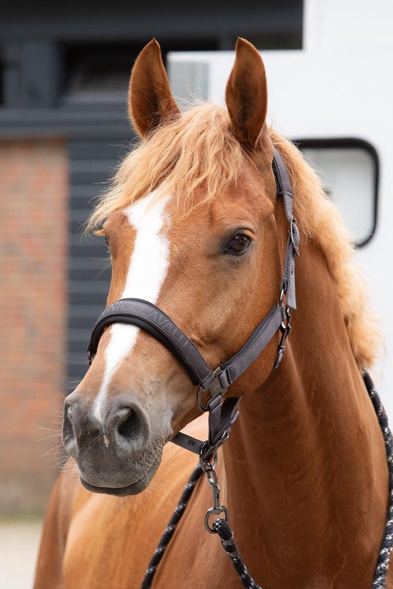 Halsterset Satin Denici Cavalli Shadow | | bol