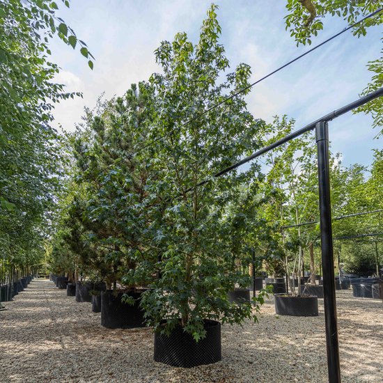 Meerstammige amberboom #1 | Liquidambar styraciflua | Bomenbezorgd.nl | bol