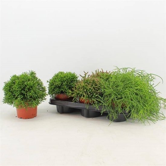 Rhipsalis gemengd - Terrariumplant 5 cm pot, circa 15 cm hoog | bol