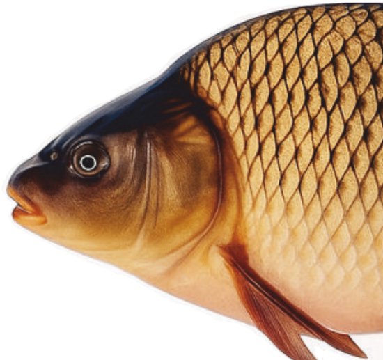 Real Fish Trofee Schubkarper 17 cm Vis Prijs Karper Karperwedstrijd ...