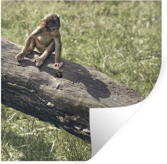 Muursticker Baby apen - Baby aap opboomstam inveld - 30x30 cm ...