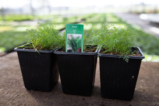 Dille plant | bol.com