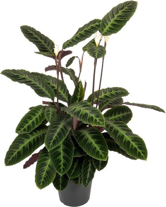 Calathea Warsewiczii met bloem 100 cm | bol.com