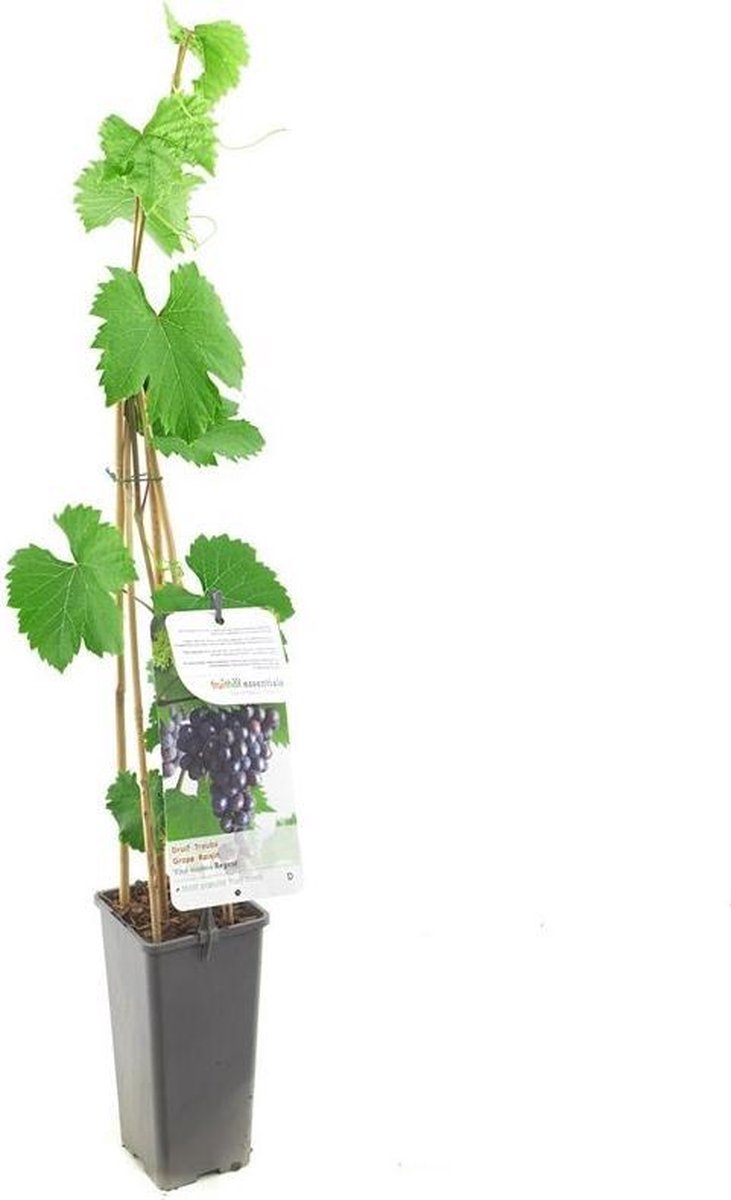 Druivenplant - Blauwe druif - Vitis vinifera Regent - ca. 60cm hoog ...