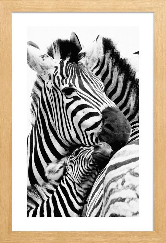 JUNIQE - Poster met houten lijst Zebras -60x90 /Wit & Zwart | bol.com JUNIQE - Poster met houten lijst Zebras -60x90 /Wit & Zwart | bol.com