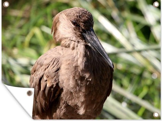 Muurdecoratie buiten Een hamerkop zit te rusten in de natuur - 160x120 ...