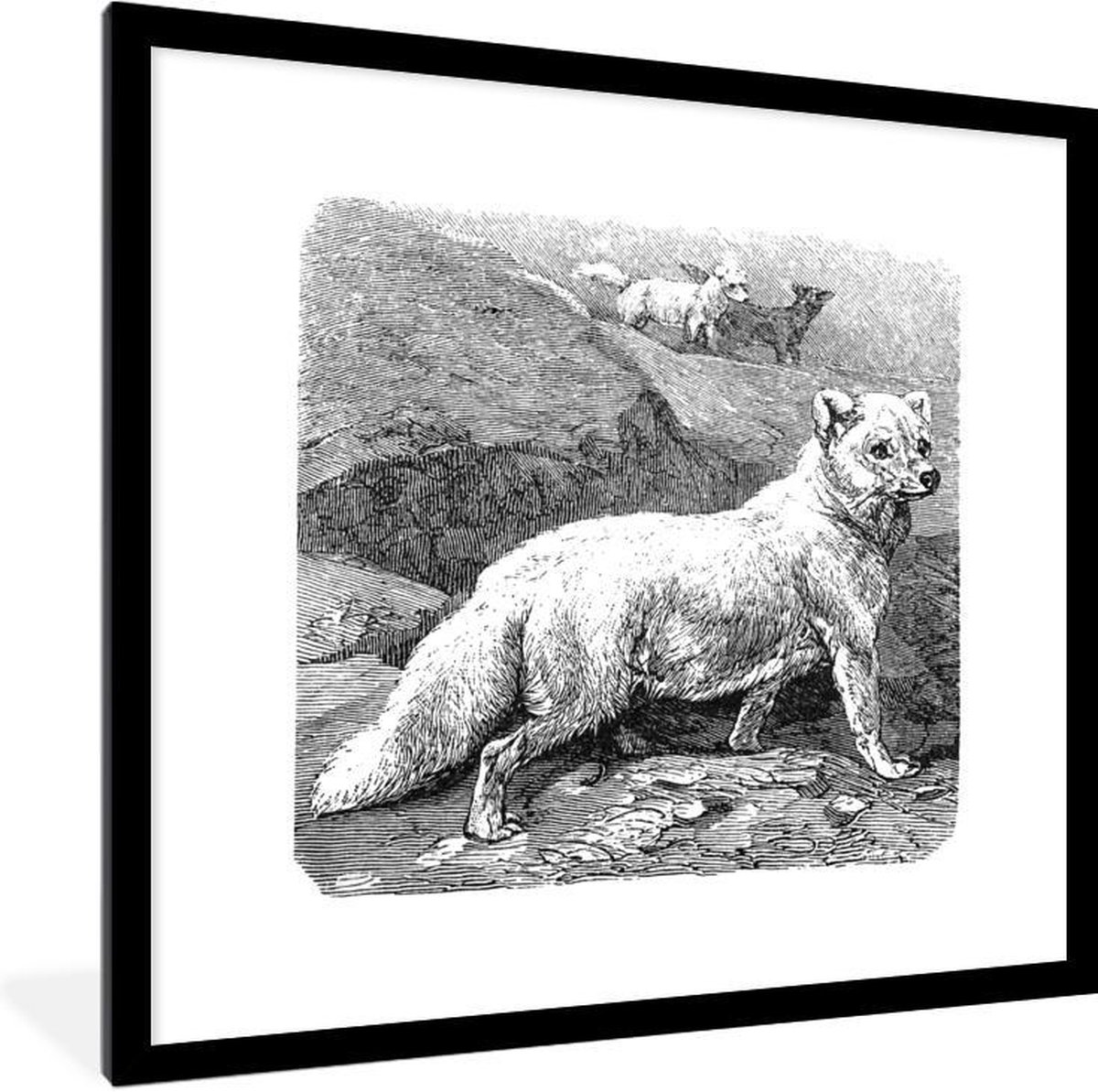 Fotolijst incl. Poster - tekening van een poolvos in de natuur - 40x40 ...