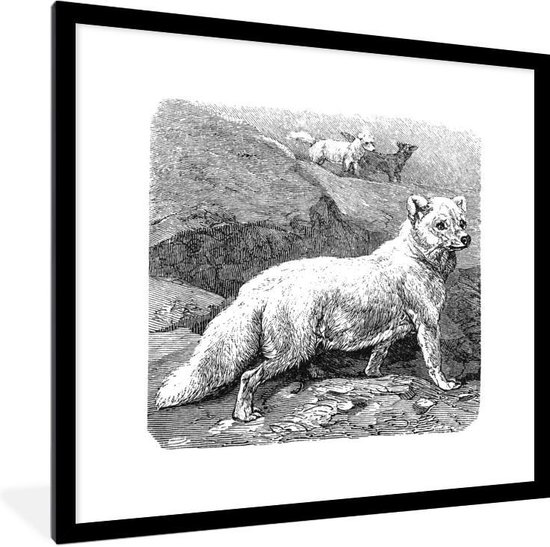 Fotolijst incl. Poster - tekening van een poolvos in de natuur - 40x40 ...