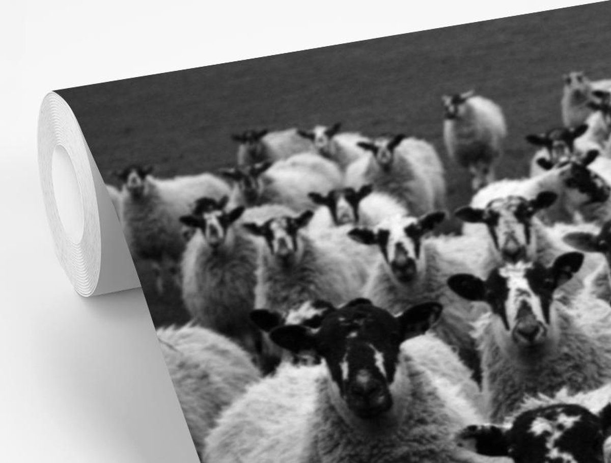 Behang - Fotobehang Schapen - Dieren - Zwart - Wit - Breedte 405 cm x ...