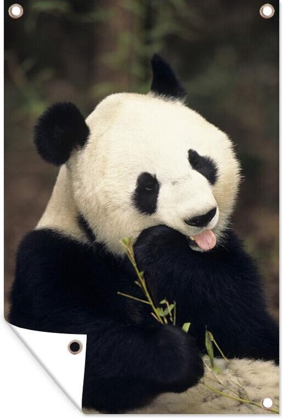 Muurdecoratie Panda - Bamboe - Eten - 120x180 cm - Tuinposter | bol.com