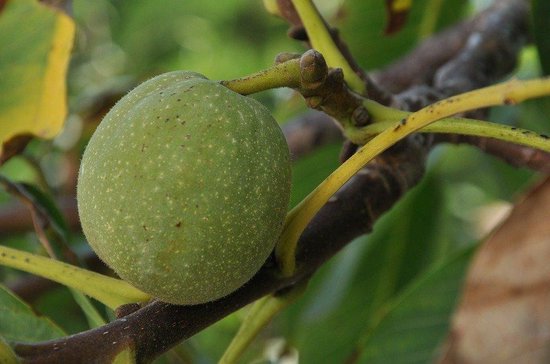 Macadamia noten Raw 1 kg | bol