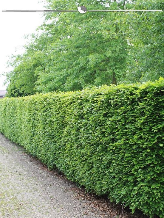 Groene Beuk Fagus sylvatica 100-125 cm Blote wortel, 30x Haagplant ...