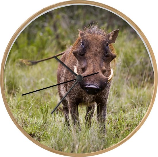 Klok de phacochère Ø 30 cm - Le phacochère regarde directement dans l ...