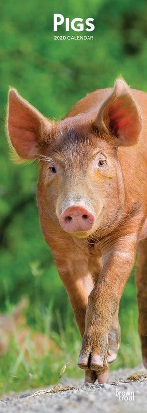 BROWNTROUT UK: Pigs 2020 Slim Calendar | bol.com