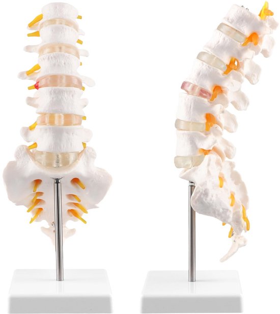 Levensgroot Wervelkolommodel met Open Heiligbeen - Anatomisch ...