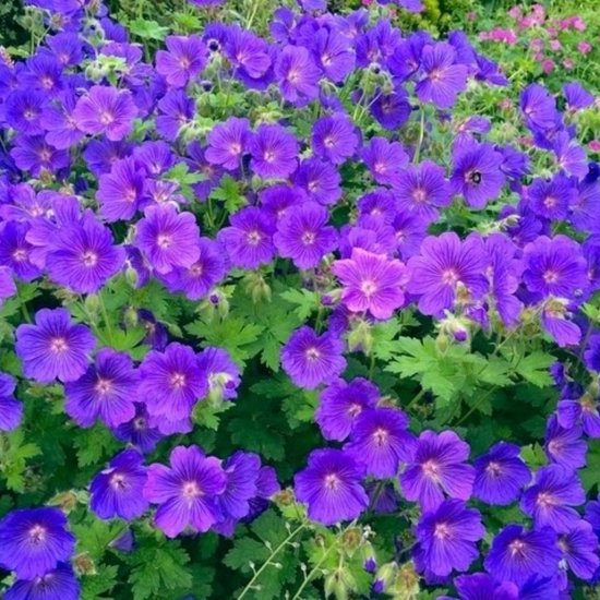 Ooievaarsbek (Geranium hybr.) - Johnson's Blue - Geranium sanguineum ...