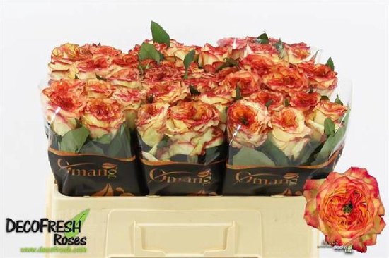 10x Rosa aruba summerhouse 50cm | bol