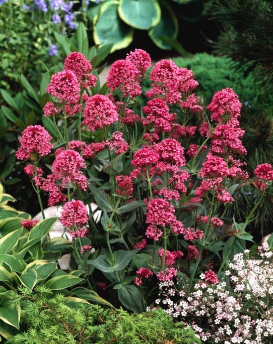 Plants Online - Tuinplanten - Vaste planten - Set van 5 - Centranthus ...