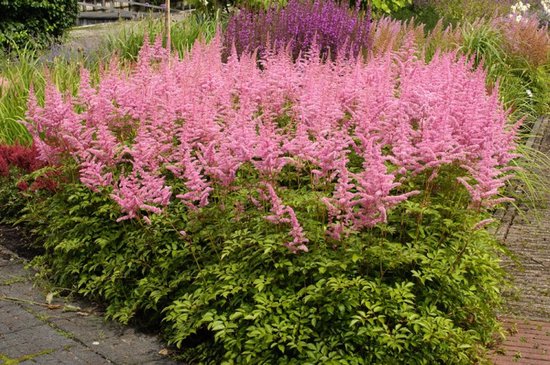Plants Online - Tuinplanten - Vaste planten - Set van 5 - Astilbe (A ...